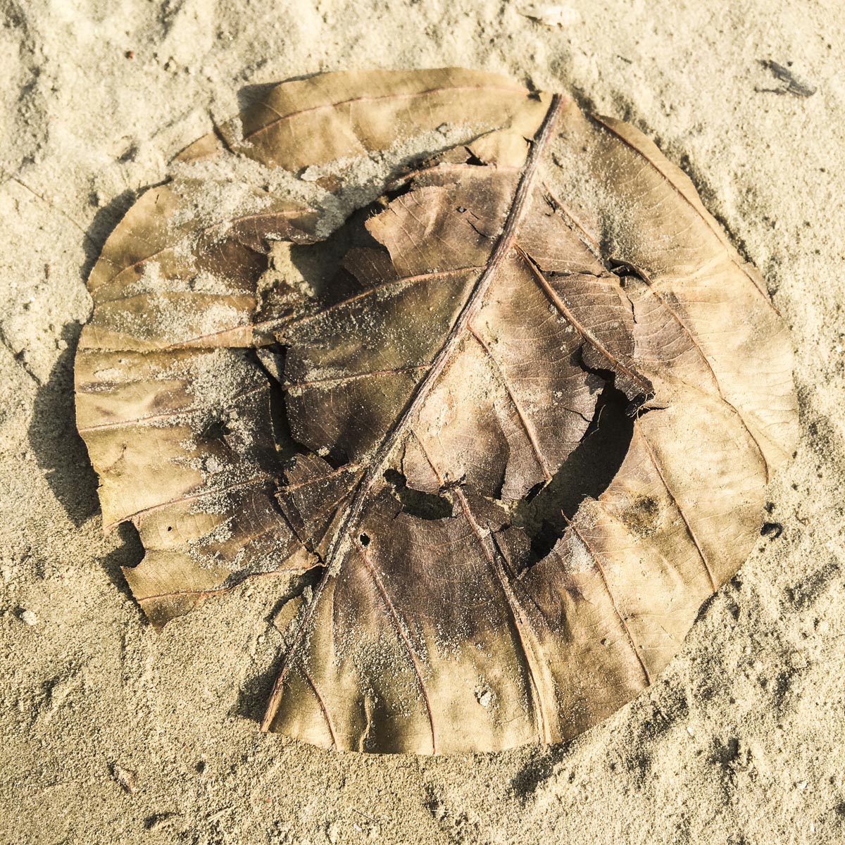 Leaf Plates: Our Traditional Past Meets the Ecological Future - Hinduism Today